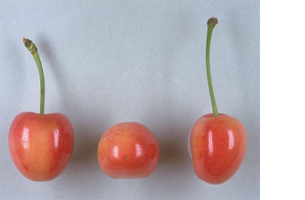 Variétés - Napoléon - Porte-greffe et variétés du cerisier